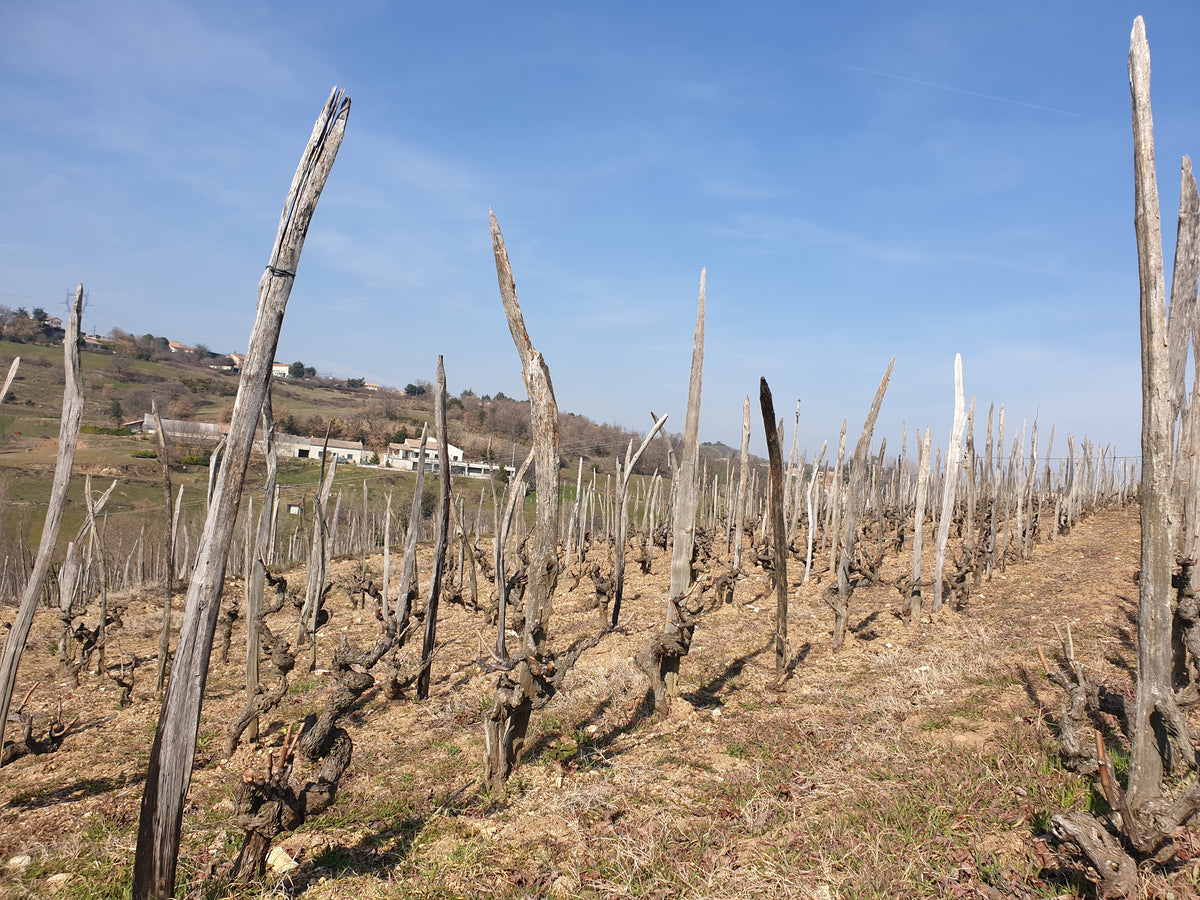 Rhône – French Wine Centre